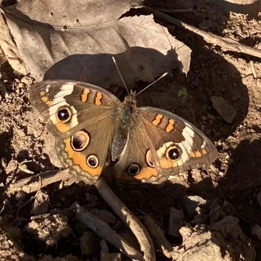 Common Buckeye (Junonia Coenia) Insect Identification Guide, Habitat ...