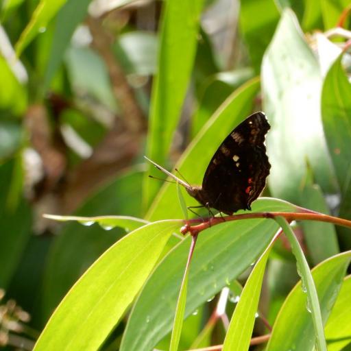 Brown Pansy (Junonia Hedonia) Insect Identification Guide, Habitat & Facts