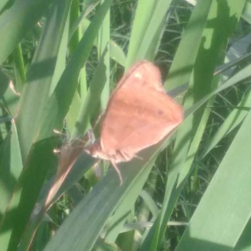 Junonia Lavinia Insect Identification Guide, Habitat & Facts