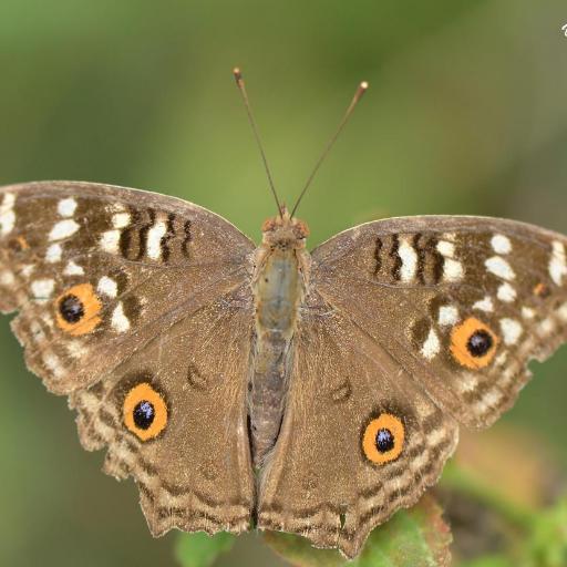 Lemon Pansy (Junonia Lemonias) Insect Identification Guide, Habitat & Facts