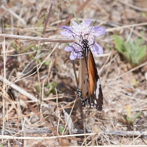 Meadow Argus (Junonia Villida) Insect Identification Guide, Habitat & Facts