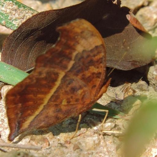 Buckeyes & Pansies (Junonia) Insect Identification Guide, Habitat & Facts