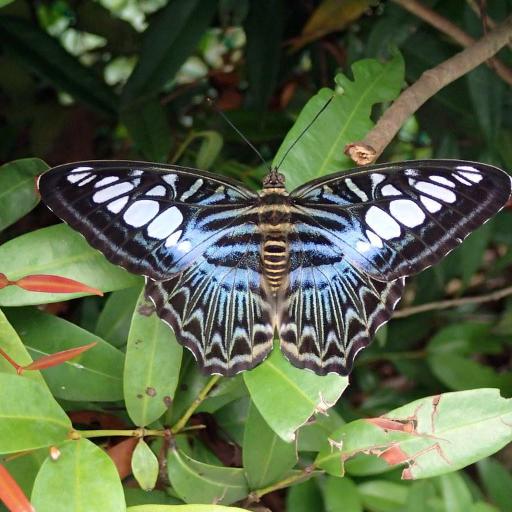 Clipper (Kallima Sylvia) Insect Identification Guide, Habitat & Facts