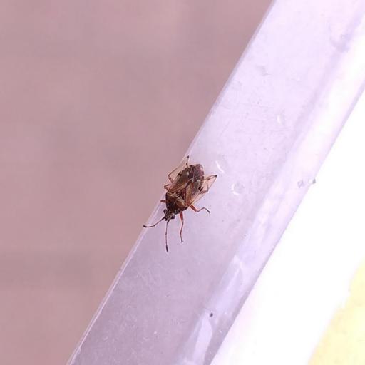 Birch Catkin Bug (Kleidocerys Resedae) Insect Identification Guide ...