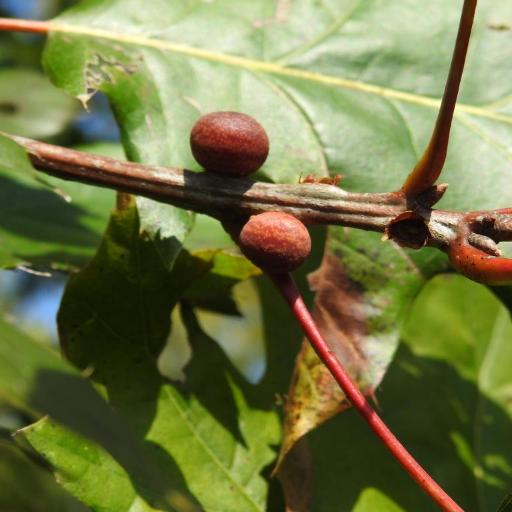 Banded Bullet Gall Wasp (Kokkocynips Imbricariae) Insect Identification ...