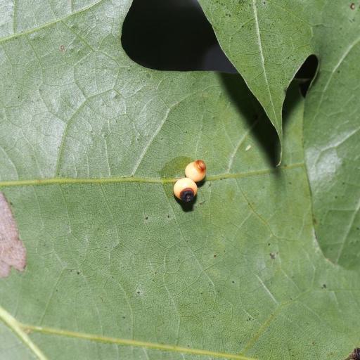 Kokkocynips Rileyi Insect Identification Guide, Habitat & Facts