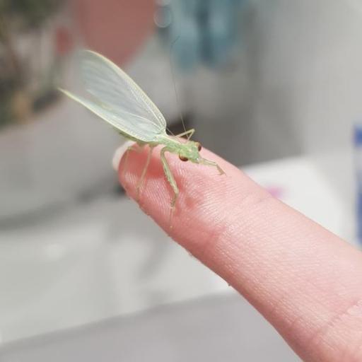 Snake Mantis (Kongobatha Diademata) Insect Identification Guide ...