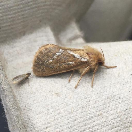 Common Swift Moth (Korscheltellus Lupulina) Insect Identification Guide ...