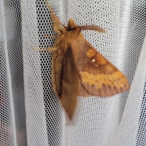 Kunugia Undans Insect Identification Guide, Habitat & Facts