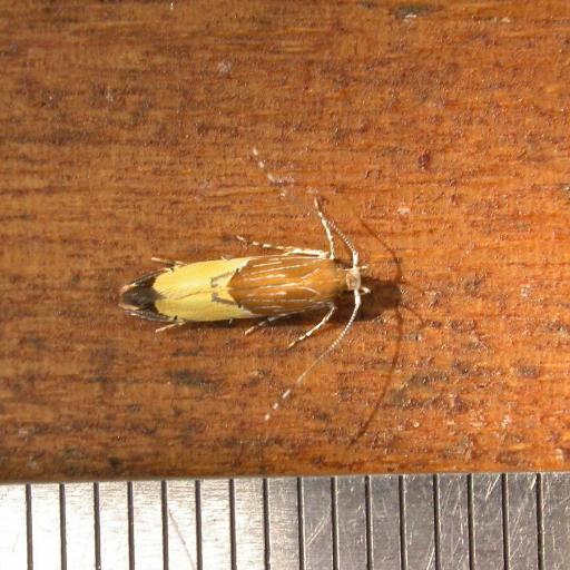 Labdia Insect Identification Guide, Habitat & Facts