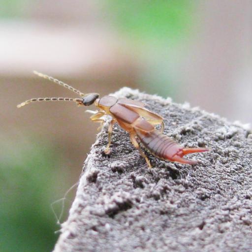 Common Bluebottle (Graphium Sarpedon) Insect Identification Guide ...