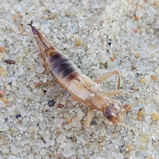 Shore Earwig (Labidura Riparia) Insect Identification Guide, Habitat ...