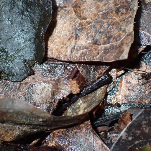 Labidus Army Ants (Labidus) Insect Identification Guide, Habitat & Facts