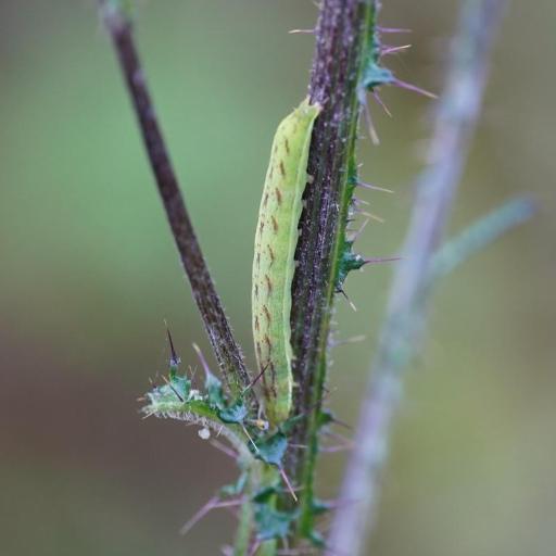 Beautiful Brocade (Lacanobia Contigua) Insect Identification Guide ...