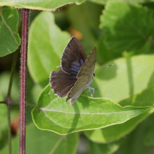 Spanish Purple Hairstreak (Laeosopis Roboris) Insect Identification ...