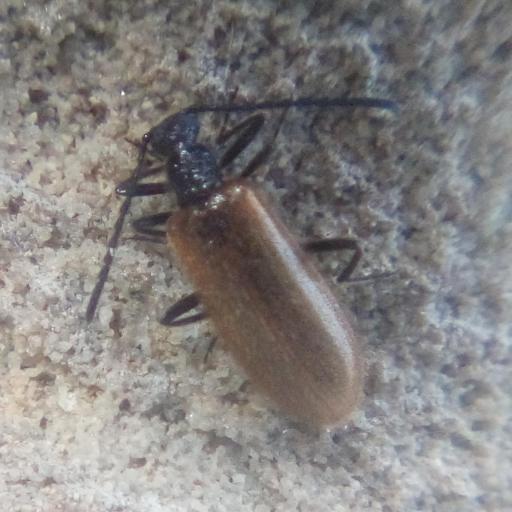 Rough-Haired Lagria Beetle (Lagria Hirta) Insect Identification Guide ...