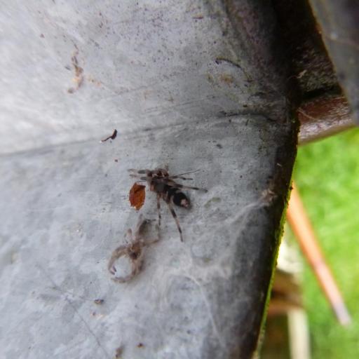 Eastern White-tail Spider (Lampona Murina) Insect Identification Guide ...