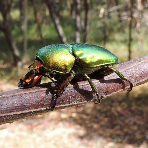 Golden Stag Beetle (Lamprima Aurata) Insect Identification Guide ...