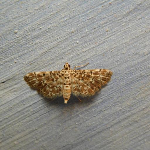 Lamprosema Insect Identification Guide, Habitat & Facts