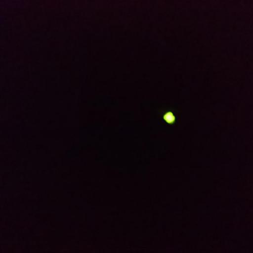 European Glow-worm (Lampyris Noctiluca) Insect Identification Guide ...