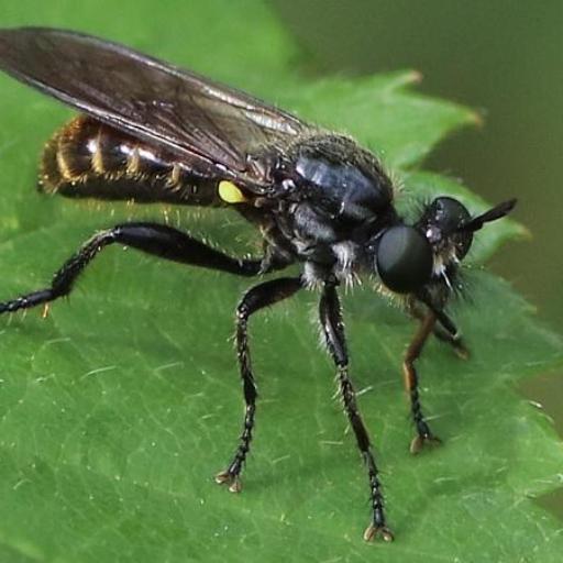 Lamyra Marginata Insect Identification Guide, Habitat & Facts