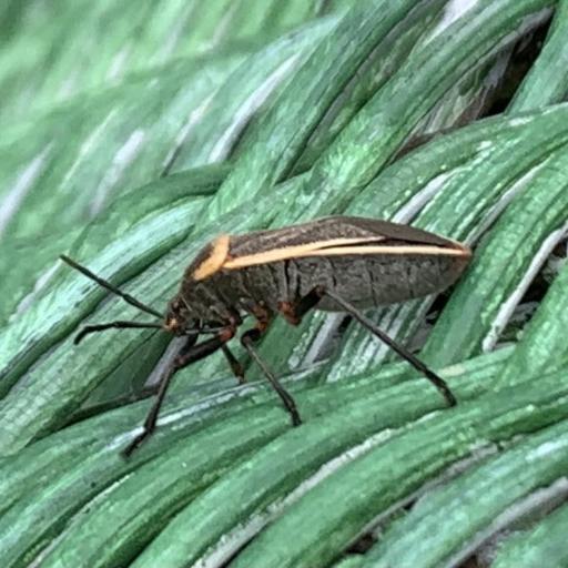 California Bordered Plant Bug (Largus Californicus) Insect ...