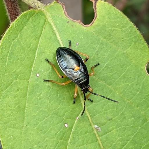 Eastern Bordered Plant Bug (Largus Succinctus) Insect Identification ...