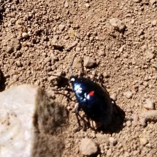 Largus Insect Identification Guide, Habitat & Facts