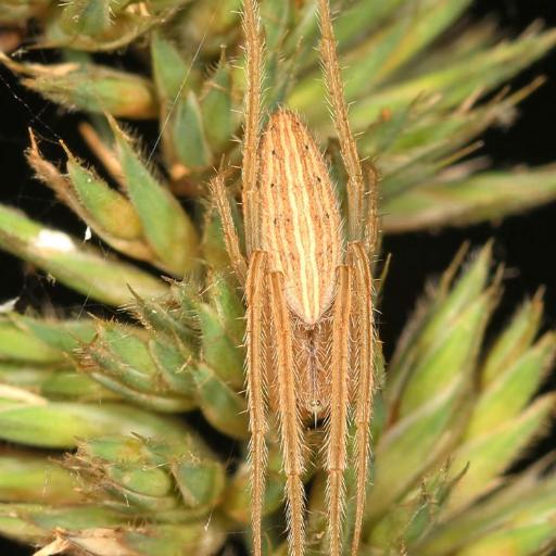 Grass Orb-Web Spiders (Larinia) Insect Identification Guide, Habitat ...