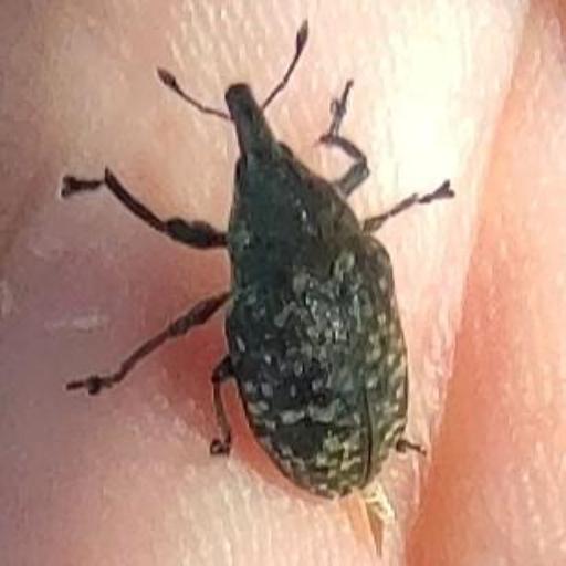 Turbine Cylindrical Weevil (Larinus Turbinatus) Insect Identification ...