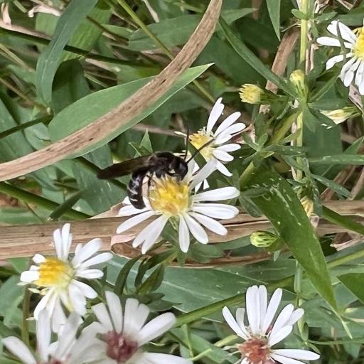 Sahara Ants And Allies (Cataglyphis) Insect Identification Guide ...