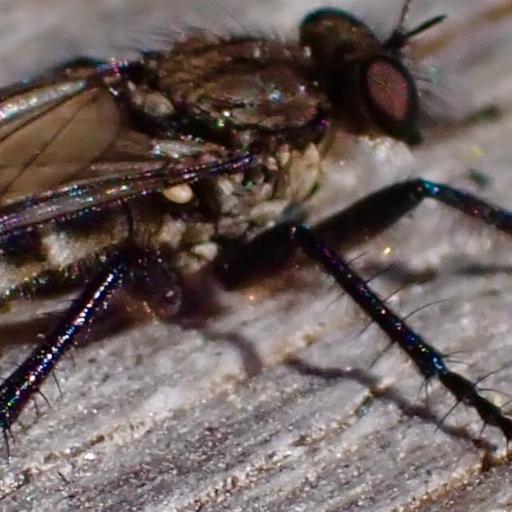 Lasiopogon Cinctus Insect Identification Guide, Habitat & Facts