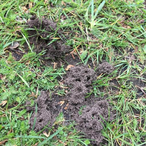 Yellow Meadow Ant (Lasius Flavus) Insect Identification Guide, Habitat ...