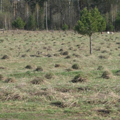 Black Garden Ant (Lasius Niger) Insect Identification Guide, Habitat ...