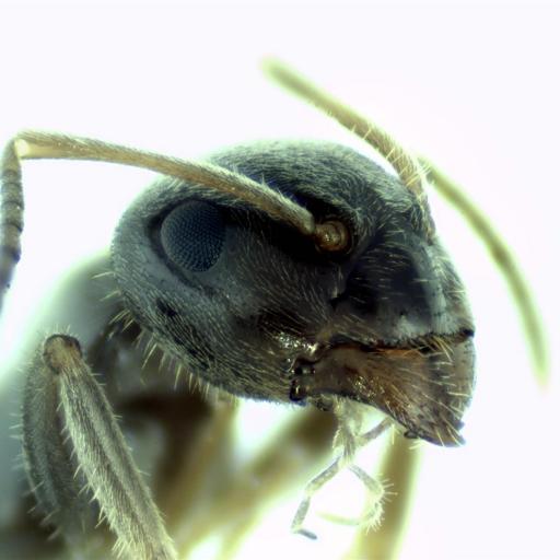 Lasius Platythorax Insect Identification Guide, Habitat & Facts