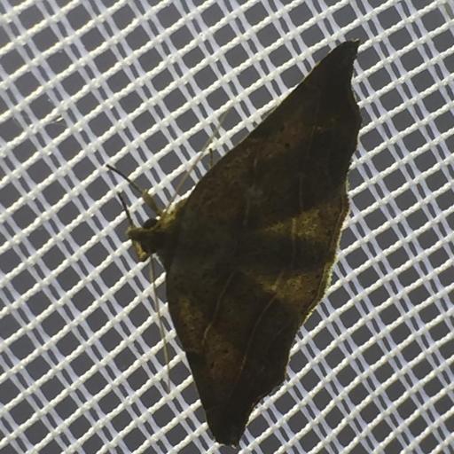 Beautiful Hook-Tip (Laspeyria Flexula) Insect Identification Guide ...