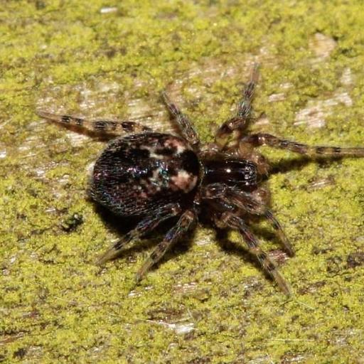 Palaearctic Backspined Meshweaver (Lathys Humilis) Insect ...