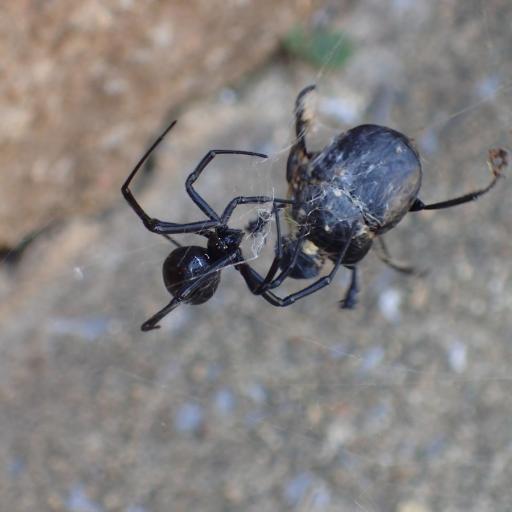 Southern Black Widow (Latrodectus Mactans) Insect Identification Guide ...
