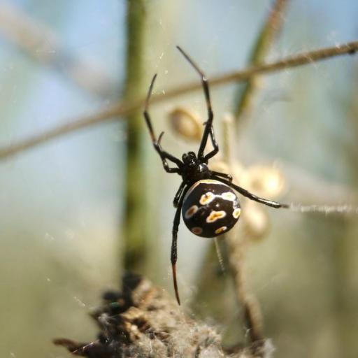 European Black Widow (Latrodectus Tredecimguttatus) Insect ...