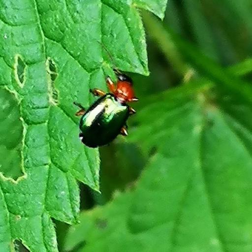 Lebia Chlorocephala Insect Identification Guide, Habitat & Facts