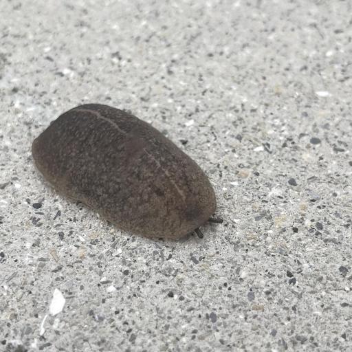 Florida Leatherleaf Slug (Leidyula Floridana) Insect Identification ...