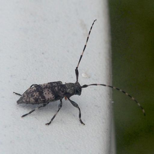 Black-Clouded Longhorn Beetle (Leiopus Nebulosus) Insect Identification ...