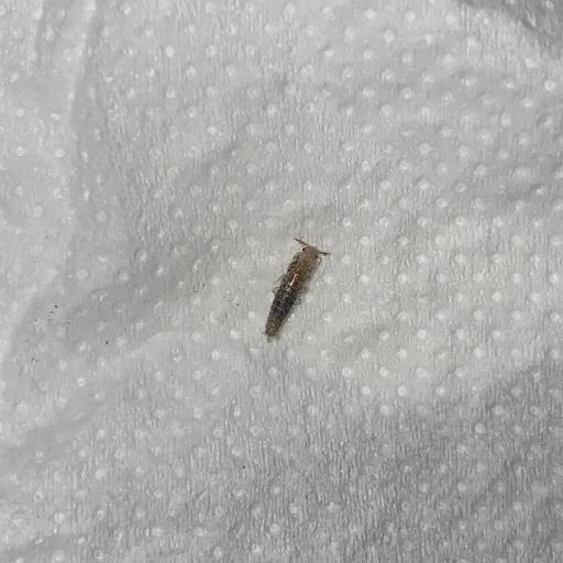 Common Silverfish (Lepisma Saccharinum) Insect Identification Guide ...