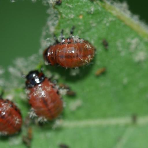 Colorado Potato Beetle (Leptinotarsa Decemlineata) Insect ...