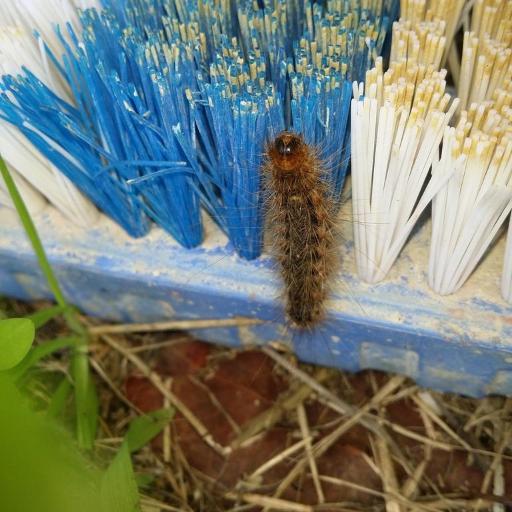 White Cedar Moth (Leptocneria Reducta) Insect Identification Guide ...