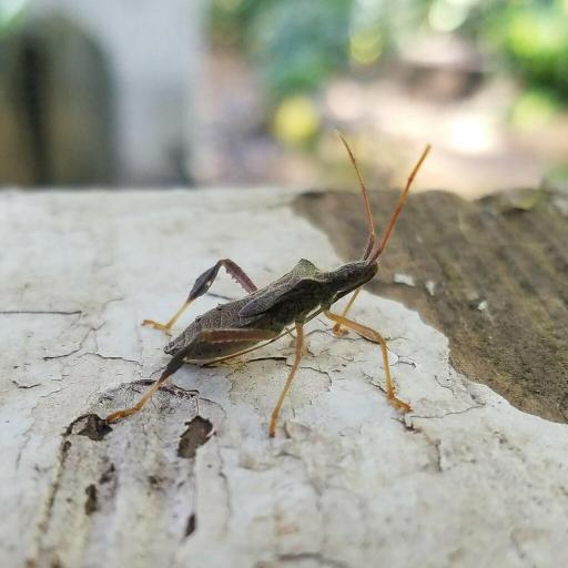 Magnolia Leaf-Footed Bug (Leptoglossus Fulvicornis) Insect ...