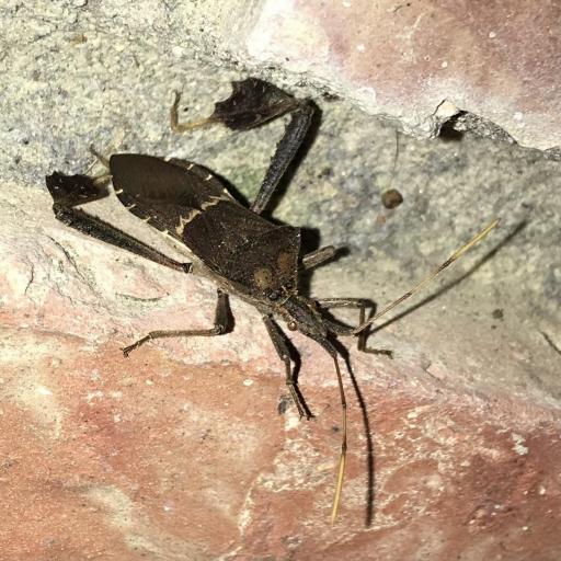 Leptoglossus Zonatus Insect Identification Guide, Habitat & Facts