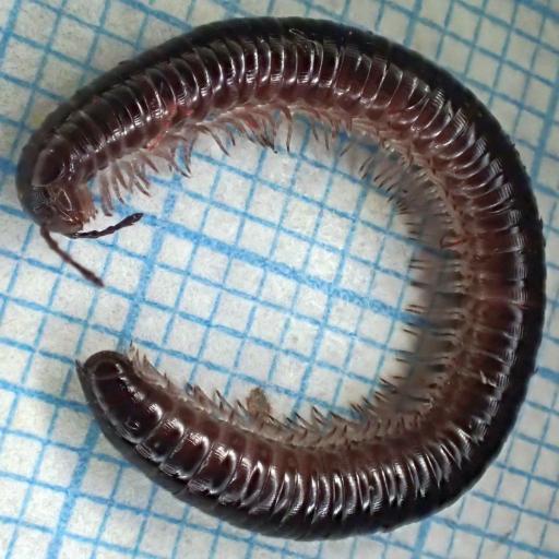 White Witch Moth (Thysania Agrippina) Insect Identification Guide ...