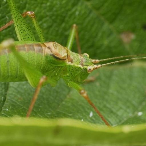 Migratory Locust (Locusta Migratoria) Insect Identification Guide ...