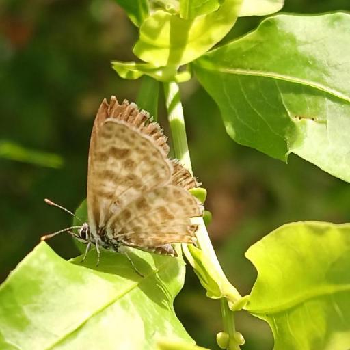 Common Blue Complex (Leptotes Pirithous) Insect Identification Guide ...